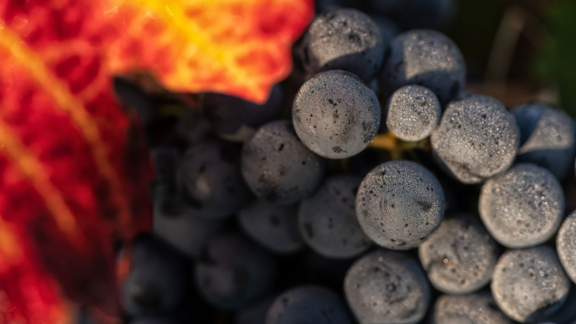 Val del Melo Wines - The Essence of Maremma’s Unique Terroir